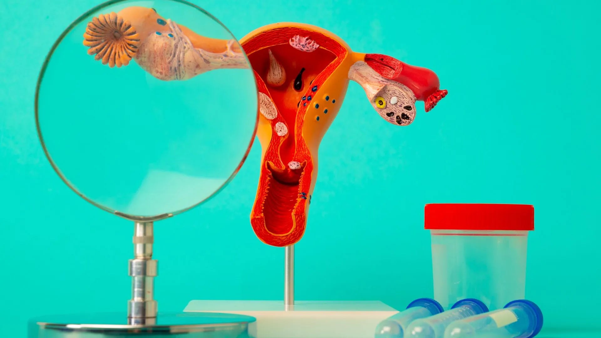 Understanding the Function of the Fallopian Tubes: A Guide for Women ...